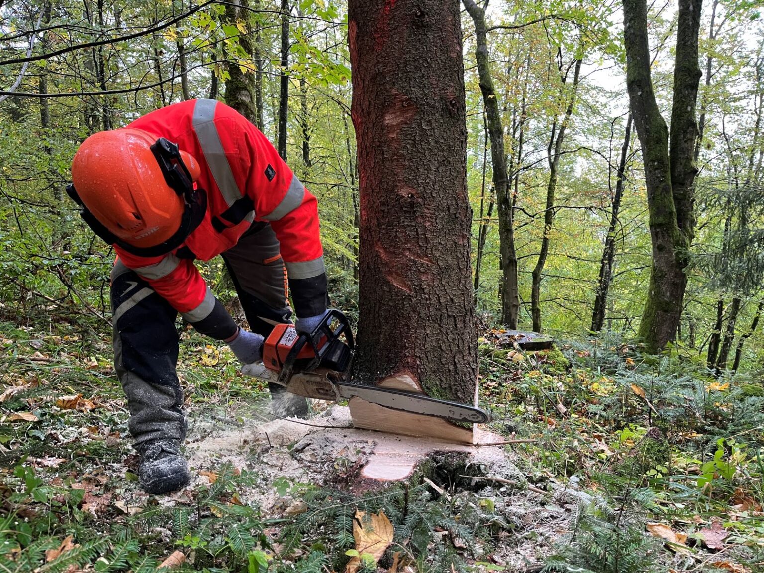 Motorsägen-Aufbaulehrgang (Modul B DGUV-I 214-059) in 72525 Münsingen ...